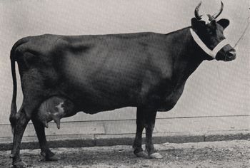 Holy Cow. The miraculous animals of the Irish Saints: Part 7, St Ciarán ...