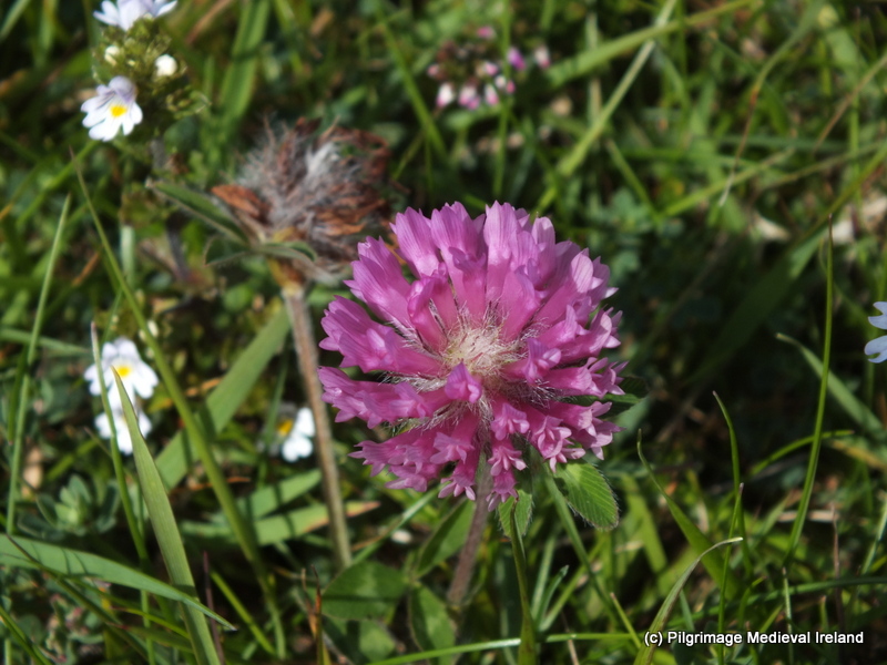Photo Essay of Pilgrimage to Caher Island Co Mayo « Pilgrimage In ...
