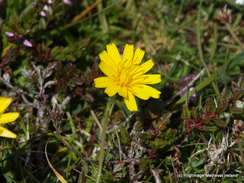 Photo Essay of Pilgrimage to Caher Island Co Mayo « Pilgrimage In ...