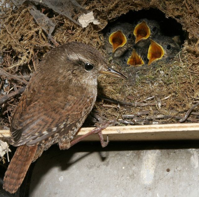 Hunting the Wren « Pilgrimage In Medieval Ireland